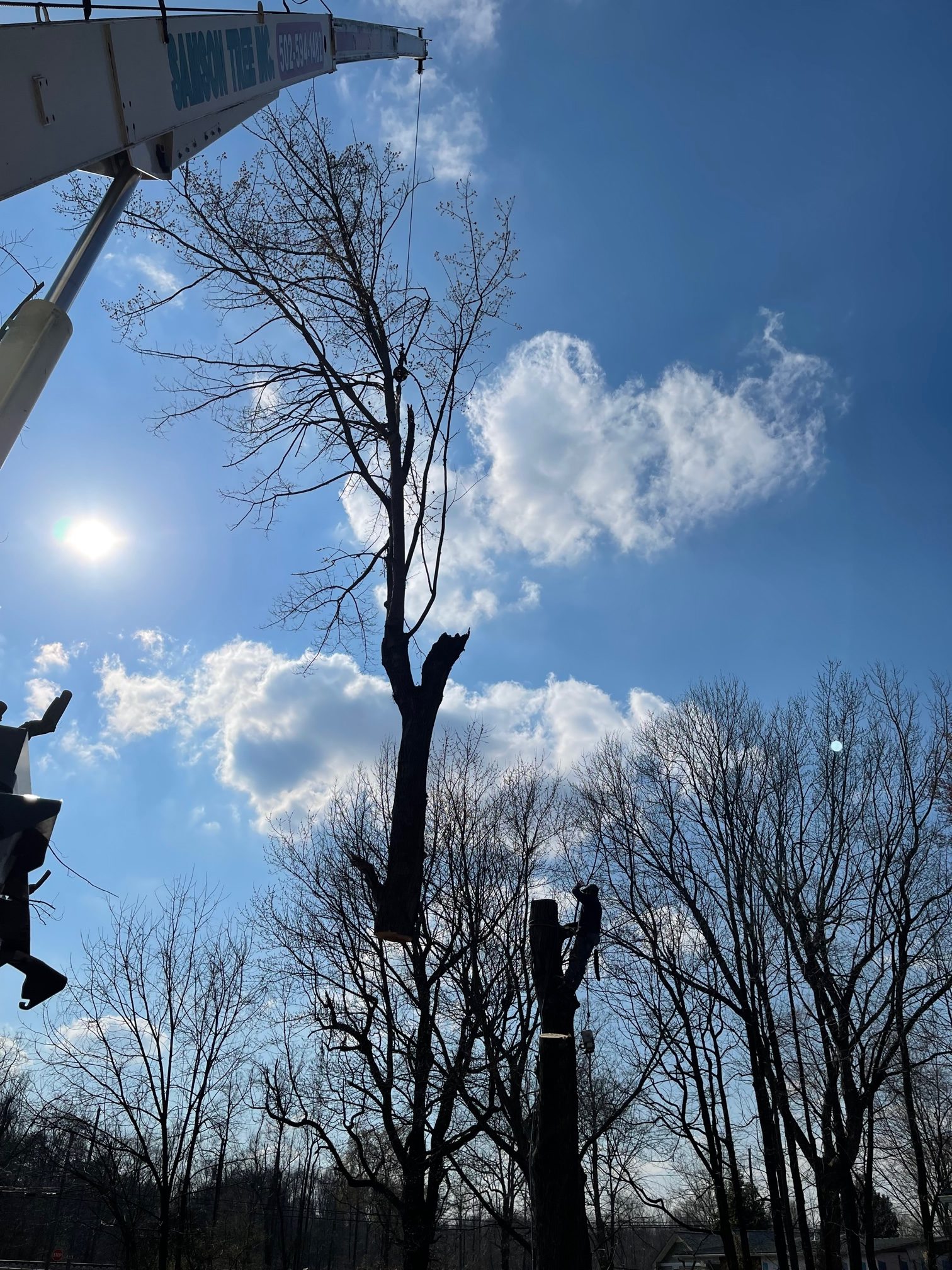 Samson Tree Service : Louisville, KY. : Free Estimate : Removal