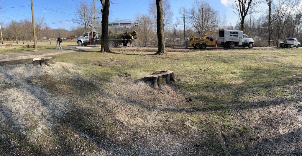 Samson Tree Service : Louisville, KY. : Free Estimate : Removal