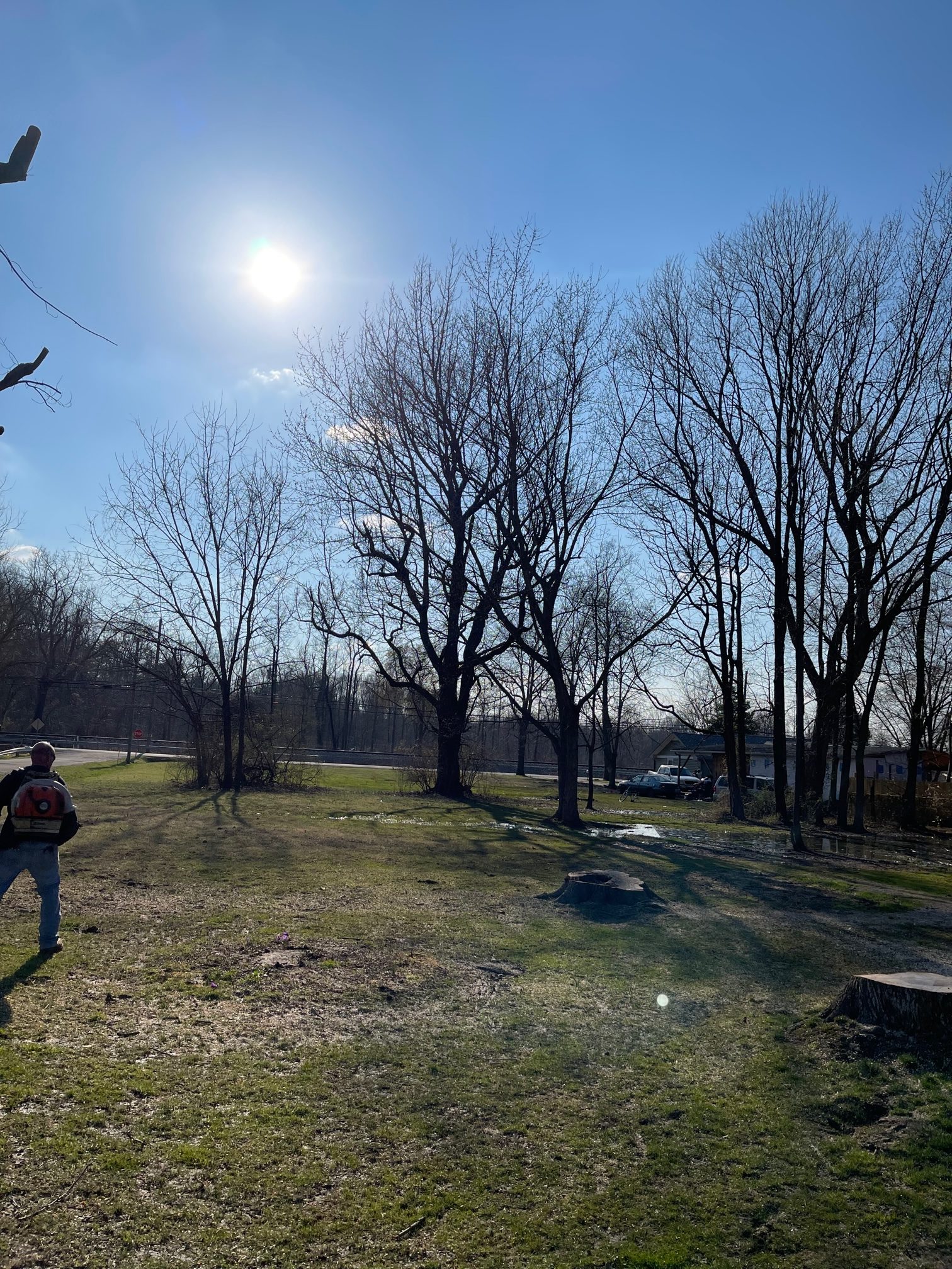 Samson Tree Service : Louisville, KY. : Free Estimate : Removal